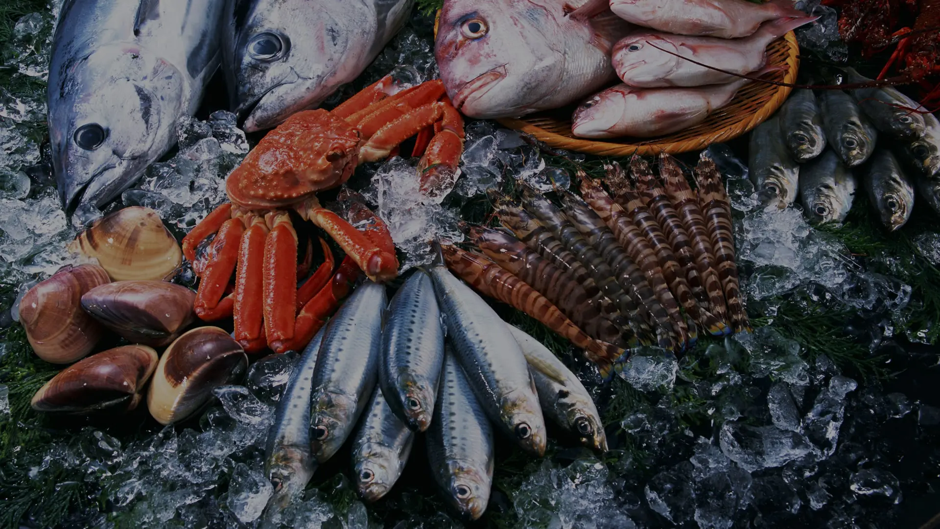 Galleria - World Fish Sardinia